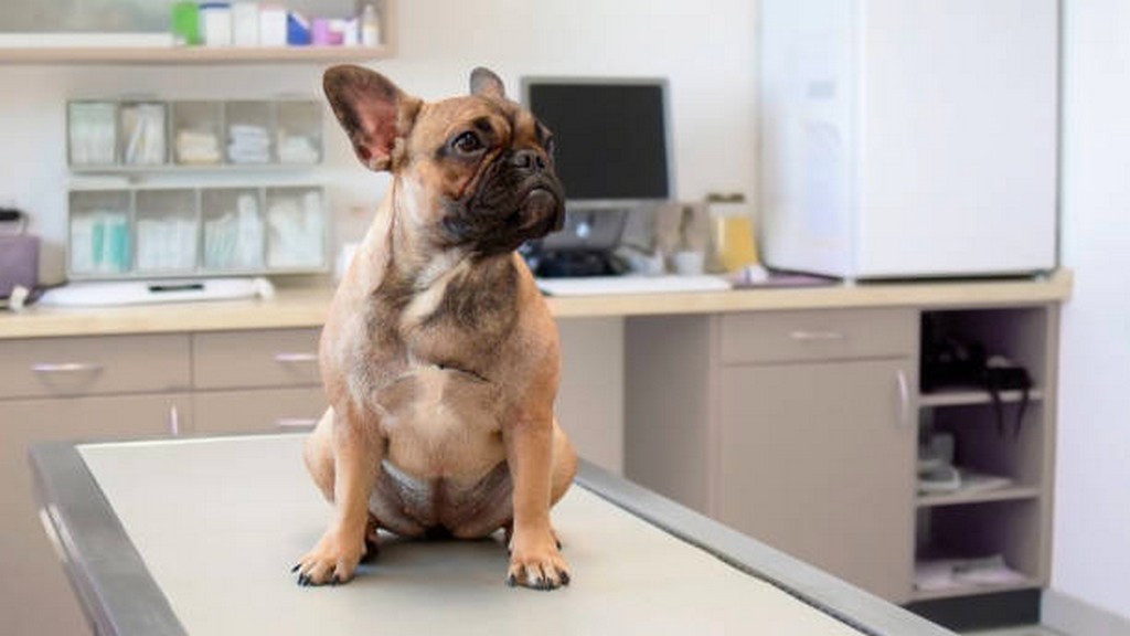 Motorized Veterinary Table